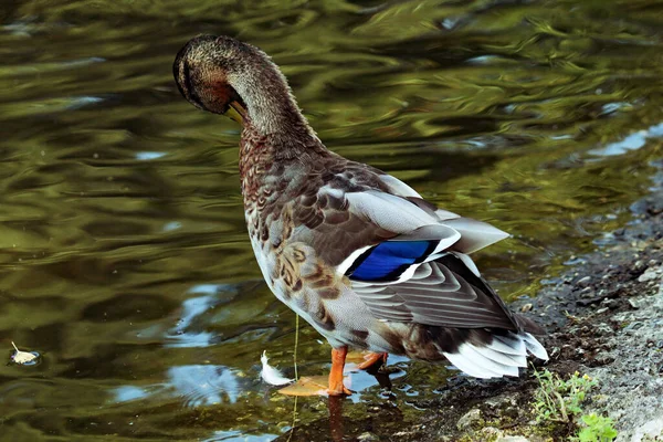 Pato azul Stock Photos, Royalty Free Pato azul Images | Depositphotos