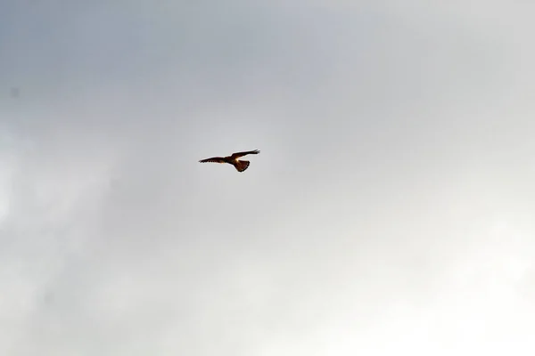 Colibrí volando Stock Photos, Royalty Free Colibrí volando Images ...