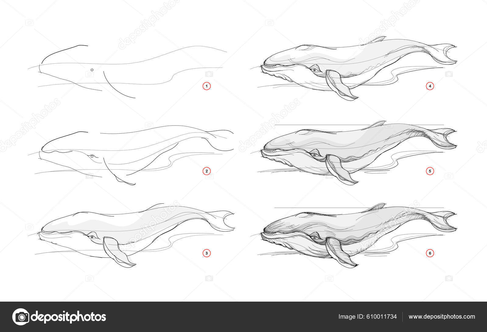 Page Menunjukkan Cara Belajar Menggambar Sketsa Ikan Paus Membuat ...