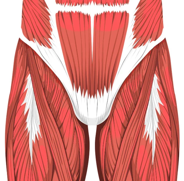 Músculos del muslo humano fotos de stock, imágenes de Músculos del muslo humano sin royalties ...