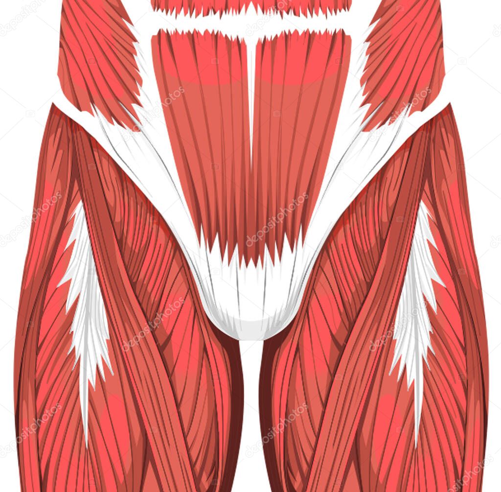 Iconografías de los músculos de la cadera 2023