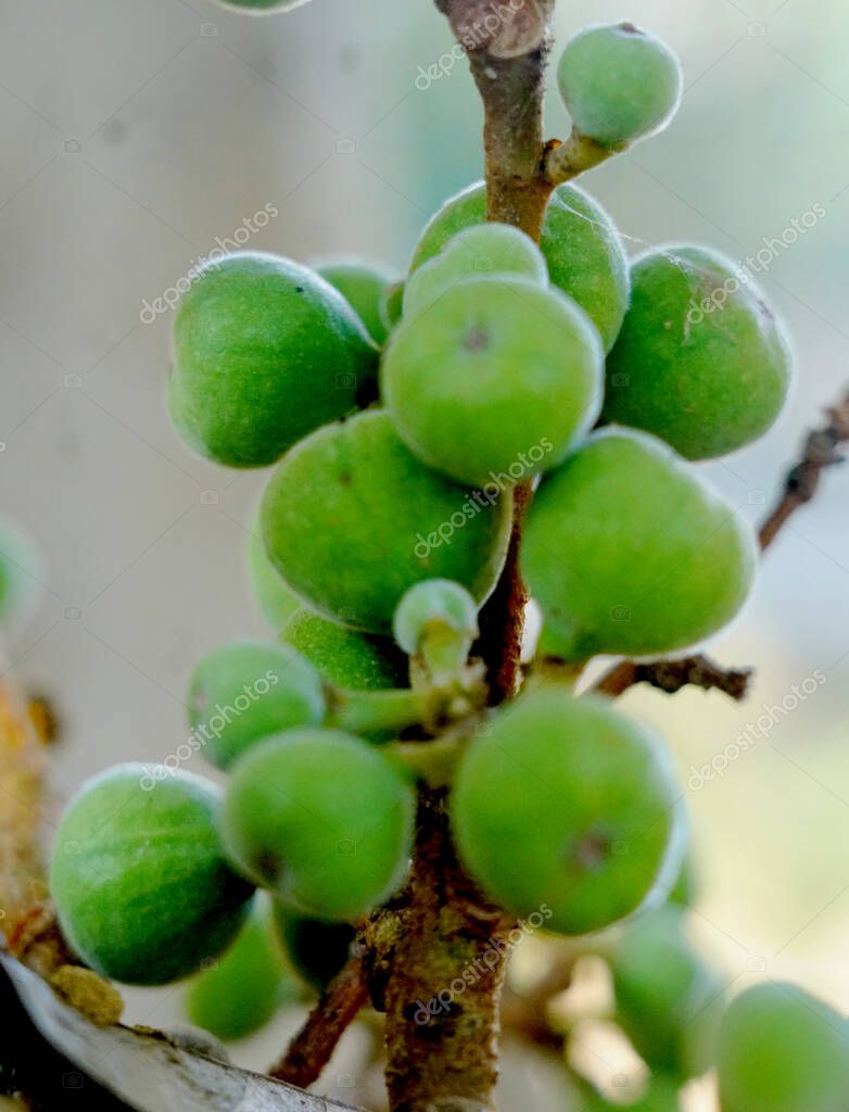 Higos verdes pequeños frutos en la rama de una higuera (ficus carica) 2022