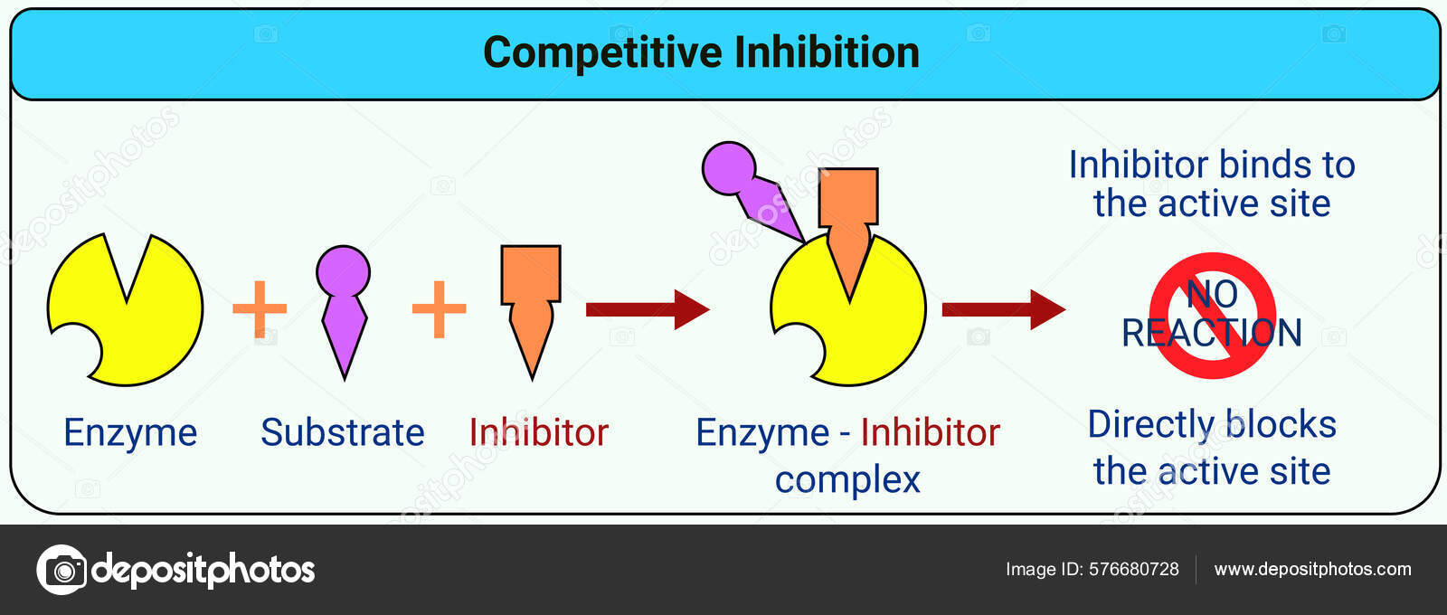 Enzyme Inhibitors Prevent Formation Enzyme Substrate Complex Hence ...