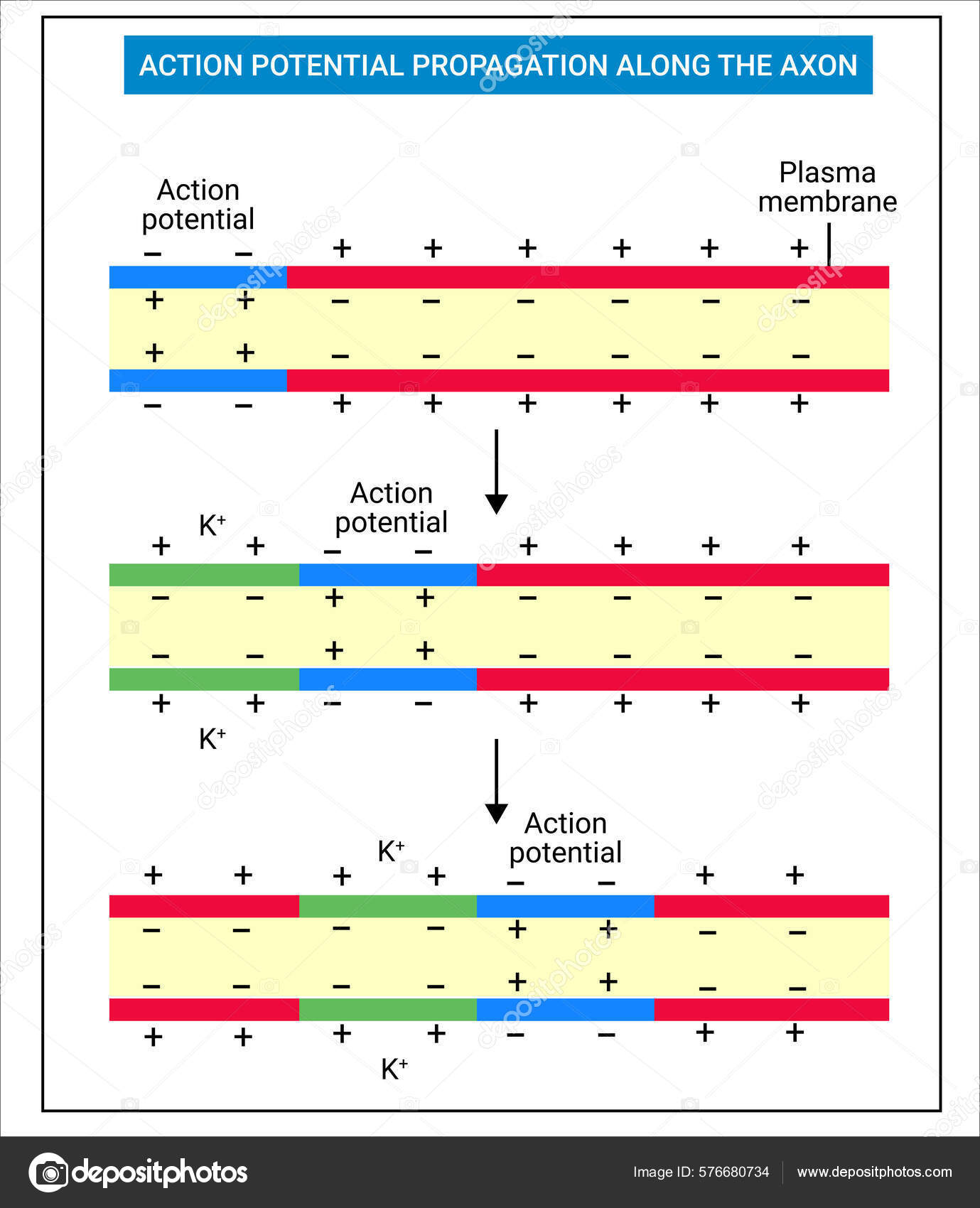 Propagación Potencial Acción Largo Del Axón vector, gráfico vectorial ...