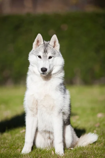 Light Grey Husky
