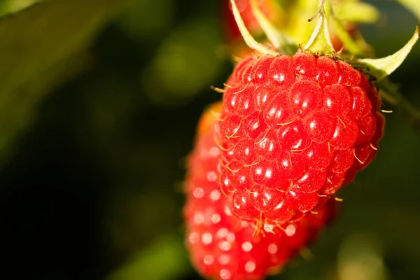 Ripe red raspberry hanging on a shrub. Close-up - Stock Image - Everypixel