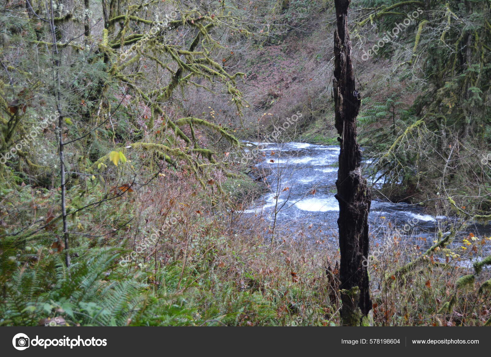 Waterfall Forest Spring Showers — Stock Photo © RuralOregon2022 #578198604