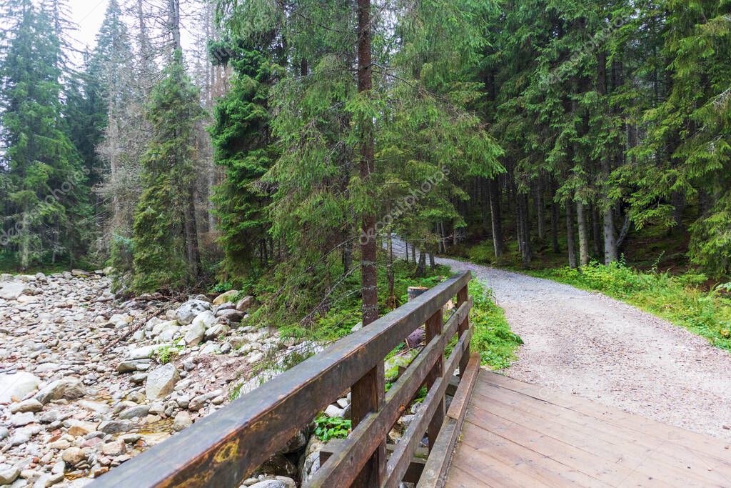 Sendero de senderismo en medio del bosque montañoso y rodeado de ...
