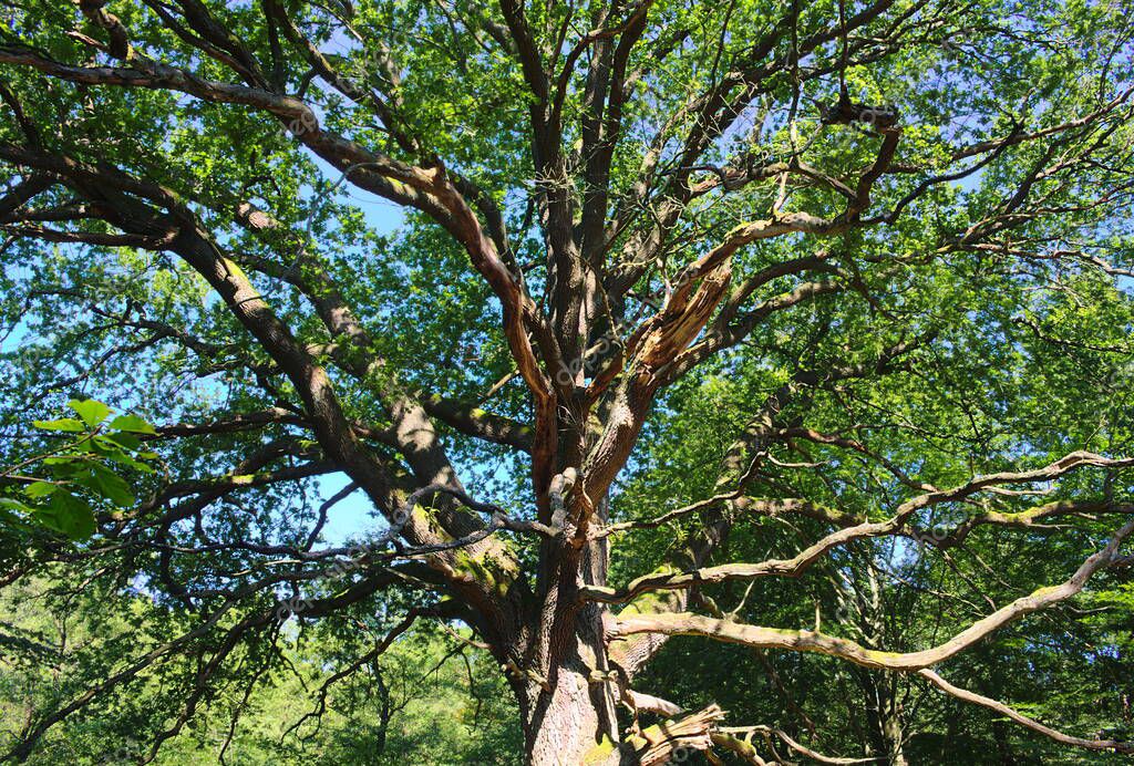 Reinhardswald es uno de los bosques más grandes y las regiones menos ...