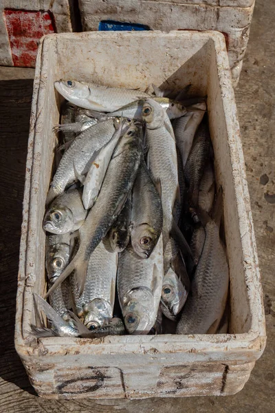 Fresh fish caught by fishermen in the cooler and being dried in the sun ...