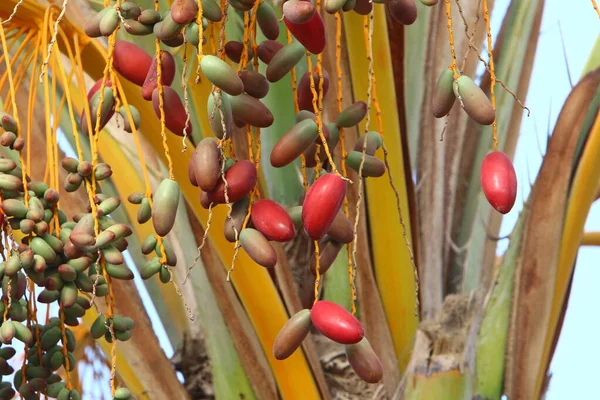 Red palm fruit Stock Photos, Royalty Free Red palm fruit Images ...