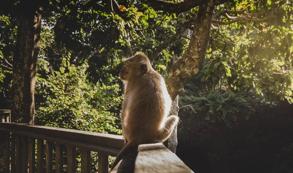 Singe assis sur une rembarde a Monkey Forest, au centre de Ubud, Bali ...