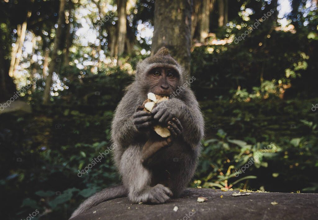 Petit singe assis mangeant un fruit a Monkey Forest, au centre de Ubud ...