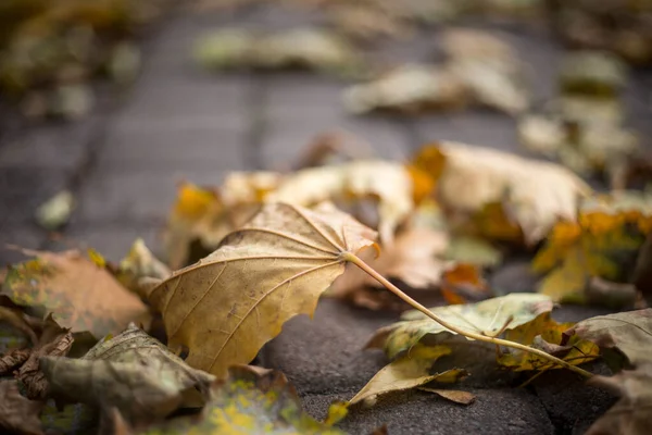 An autumn day in the park. The leaves have turned yellow and fallen ...