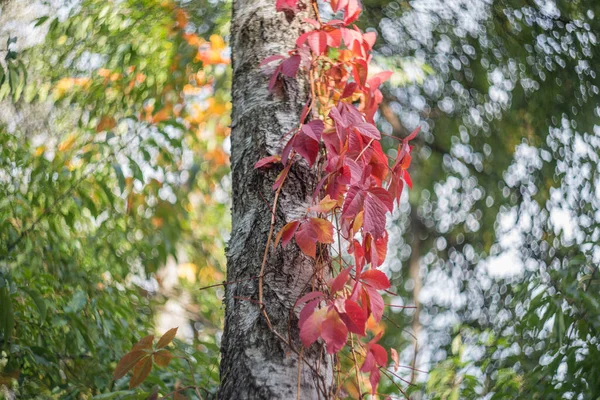 Hojas de álamo rojo Stock Photos, Royalty Free Hojas de álamo rojo ...