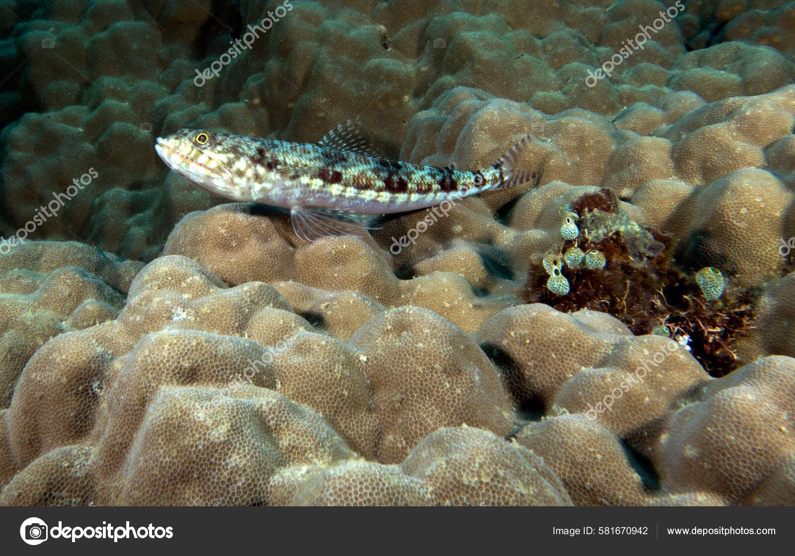 Sand Lizardfish Resting Coral Boracay Island Philippines — Stock Photo ...