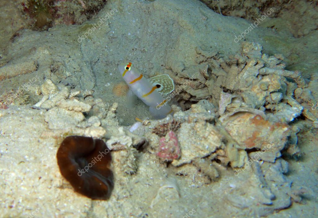 Orange Stripe Prawn Goby also known as Shrimp Goby Cebu Philippines 2022