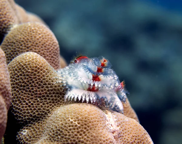 털이 문 어 Stock Photos, Royalty Free 털이 문 어 Images | Depositphotos