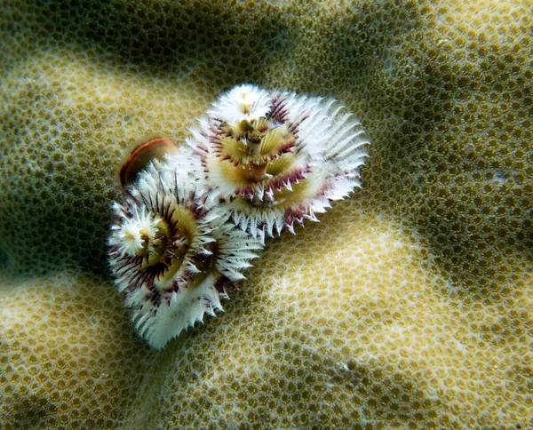 Entacmaea quadricolor Stock Photos, Royalty Free Entacmaea quadricolor ...