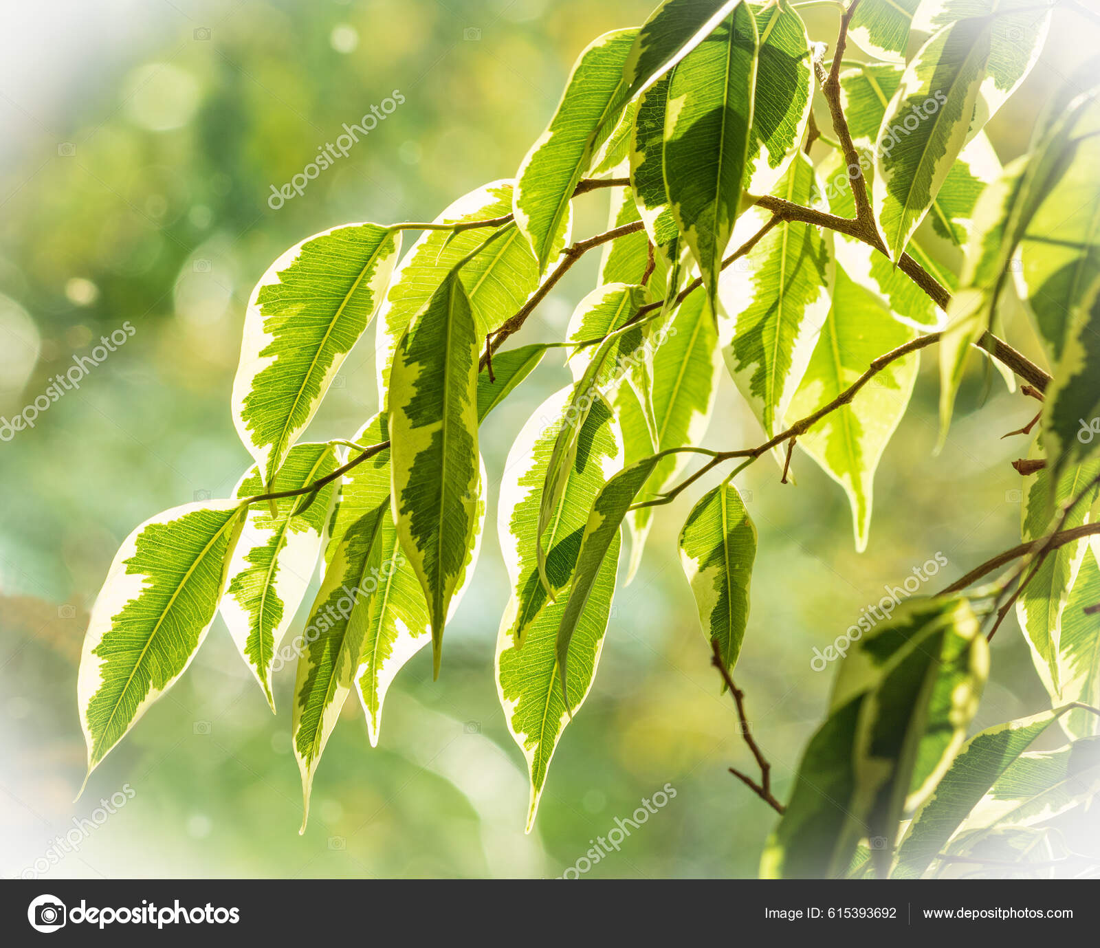 Translucent Leaves