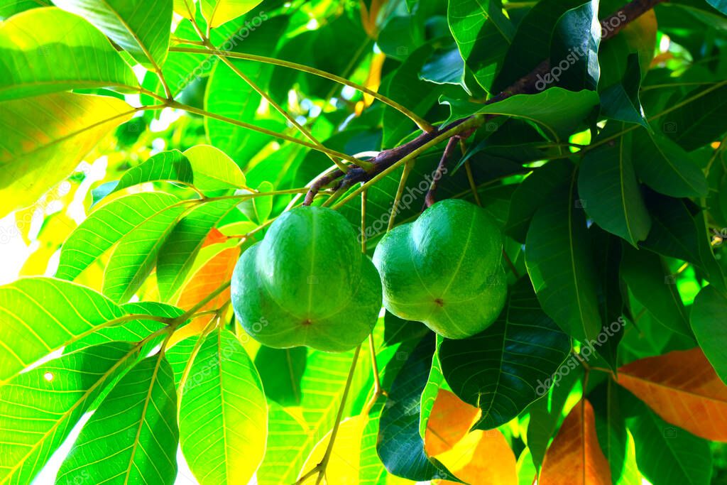 Hevea brasiliensis, el árbol de caucho Par, sharinga, seringueira ...