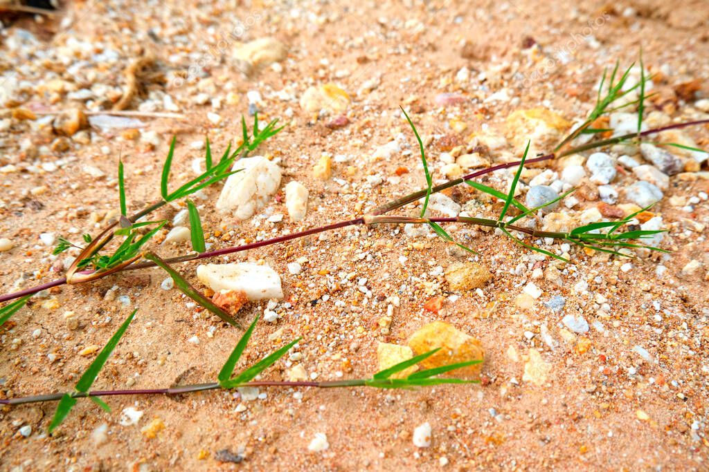 Hierba bermuda o dactilón Cynodon aislado en el suelo, Mostrar estolón ...
