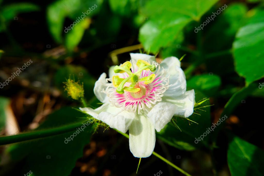 Flor de pasiflora fétida (passiflora foetida) o escarlata pasiflora ...