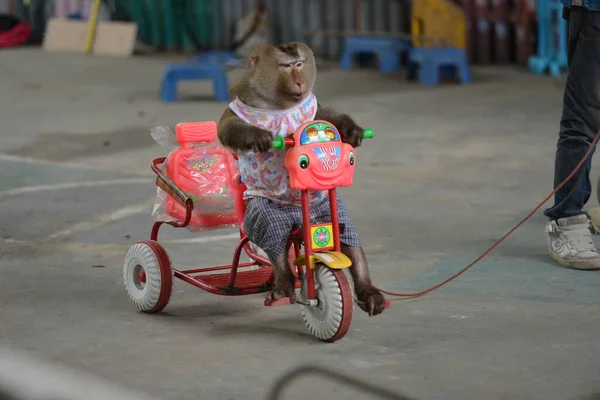 Monkey riding a bike Stock Photos, Royalty Free Monkey riding a bike ...