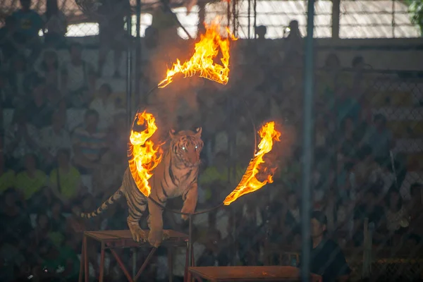 Tiger jumping through the circle of fire trained beautiful cat - Stock ...