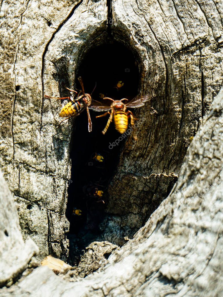 Nido avispón asiático (Vespa velutina) que es una especie de avispa de ...