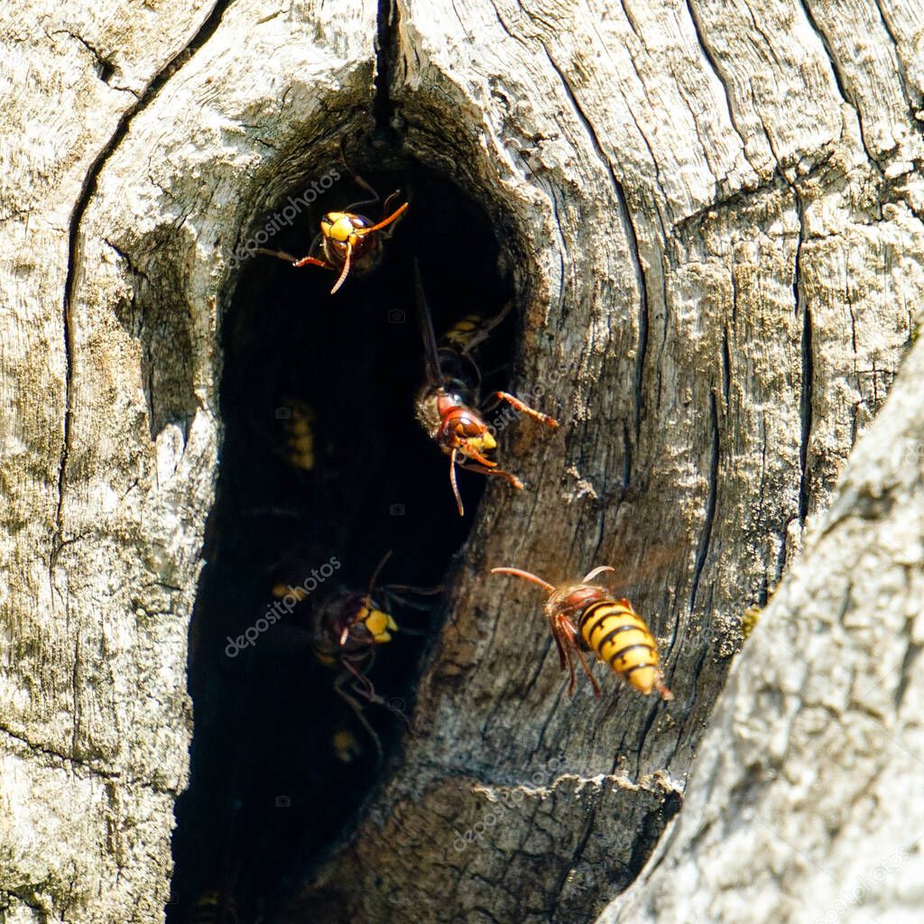Nido avispón asiático (Vespa velutina) que es una especie de avispa de ...