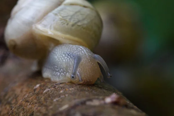 Close-up shot of a snail looking down. A snail in a yellow shell on a ...