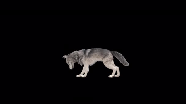 Wolf Running Animation