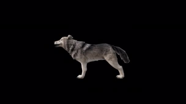 Howling Wolf Animation