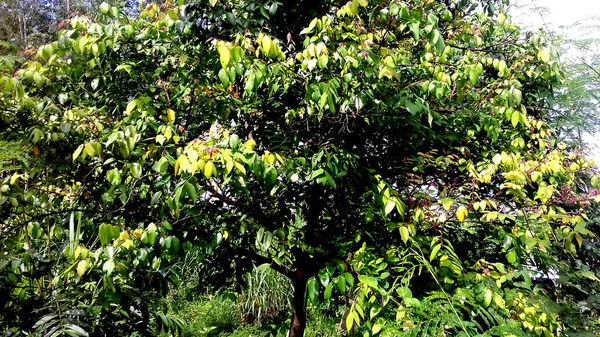 Mindanao gum tree Stock Photos, Royalty Free Mindanao gum tree Images ...