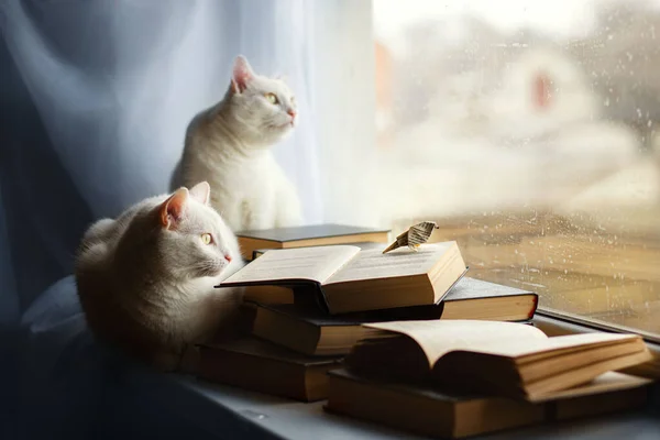 Cats reading Stock Photos, Royalty Free Cats reading Images | Depositphotos