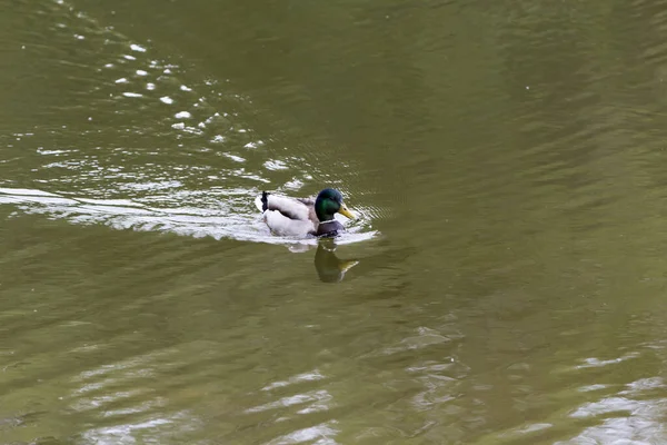 2 polic men chasing a duck Stock Photos, Royalty Free 2 polic men ...
