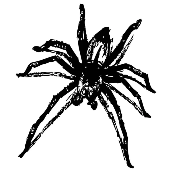 11,773,697 Spiders clip art Vector Images | Depositphotos