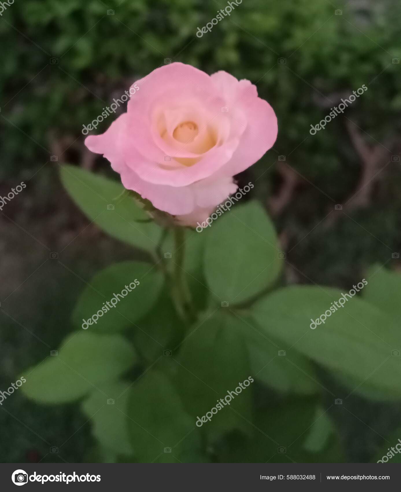 New Opened Pink Rose Charming Rose — Stock Photo © Palanka #588032488