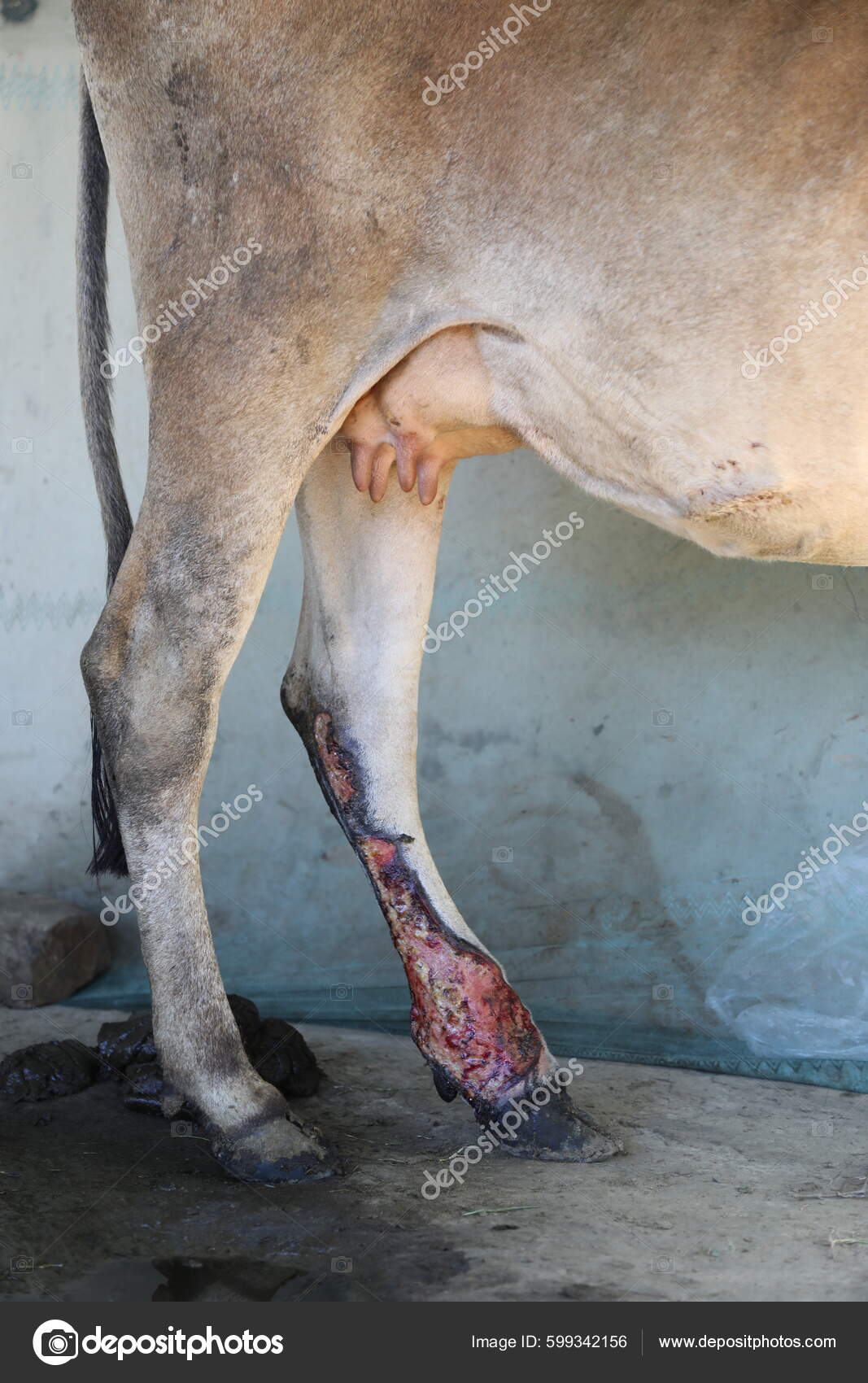 Cow Affected Lumpy Skin Disease Lsd Cattle Leg Skin Rotten — Foto Stok ...