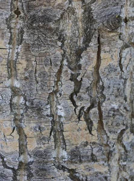 Tree of cassia bark Stock Photos, Royalty Free Tree of cassia bark ...