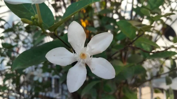 Fotos de Bloem voor bidden, Imagens de Bloem voor bidden sem royalties ...