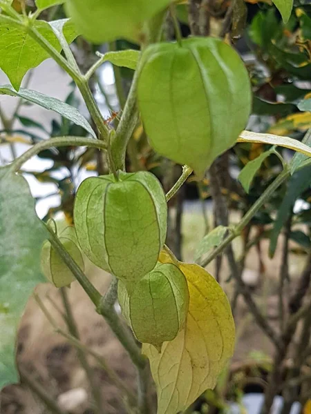Close-up view of groundcherries wild fruit on tree in the garden ...