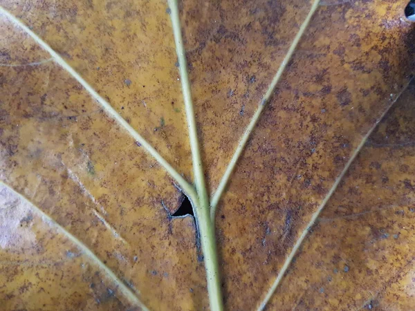 Broken canopy Stock Photos, Royalty Free Broken canopy Images ...