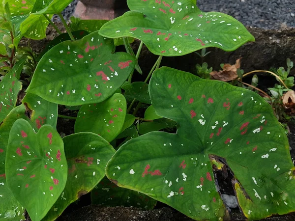 Syngonium podophyllum albo variegatum Stock Photos, Royalty Free ...