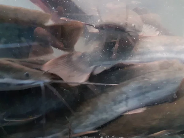 Bagrid catfishes Stock Photos, Royalty Free Bagrid catfishes Images ...