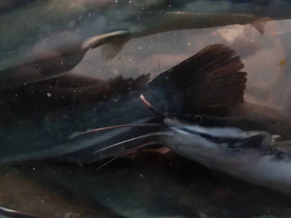 Attacking fish Stock Photos, Royalty Free Attacking fish Images ...