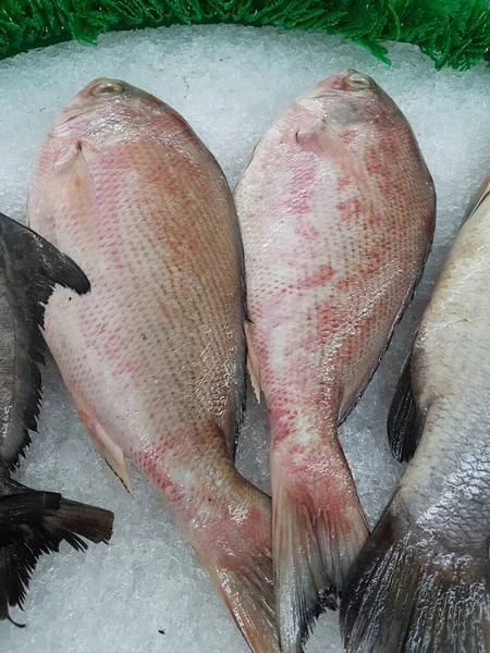 Fish front view Images - Search Images on Everypixel