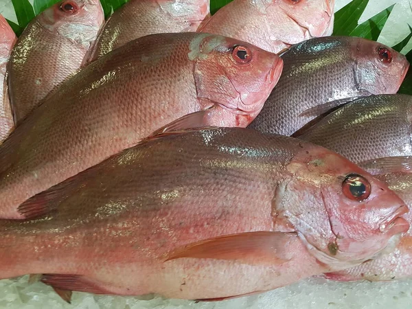 Fish front view Images - Search Images on Everypixel