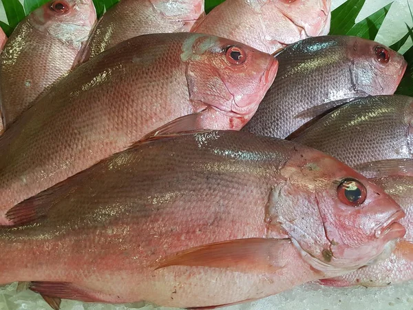 Fish front view Images - Search Images on Everypixel